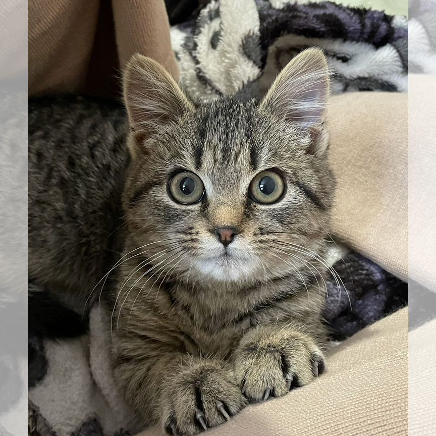 Европейский короткошёрстный котёнок