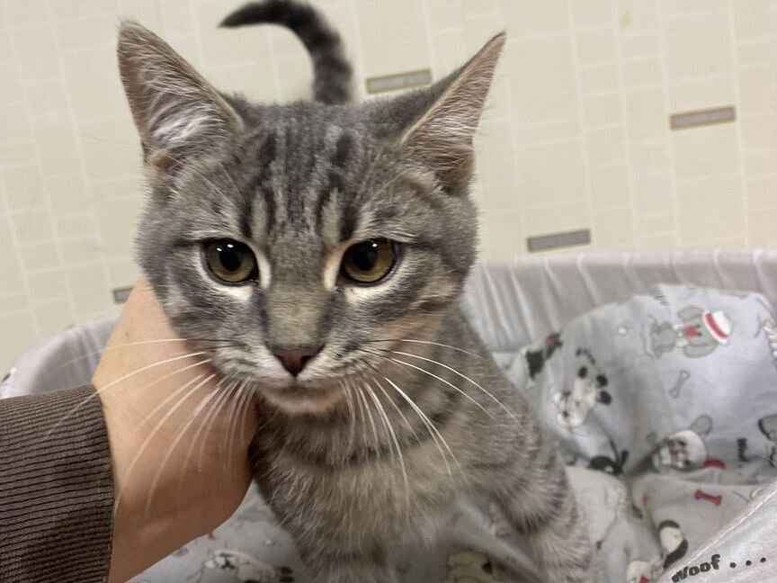 Котенок ищет дом
