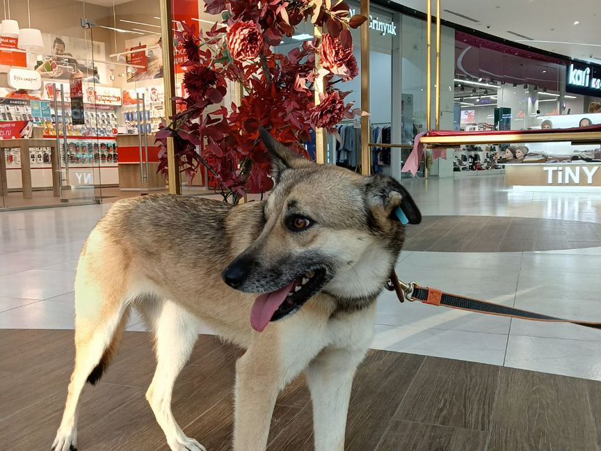 Собака Мушка ищет дом