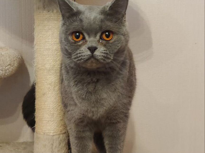 Настоящая голубая британка