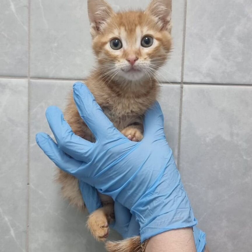 Котята с приюта 1,5 мес