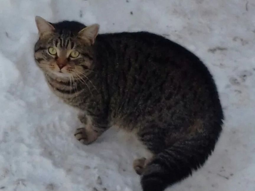 Василий ищет дом
