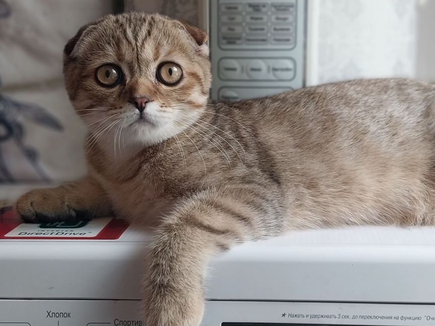 Шотландский вислохий мальчик
