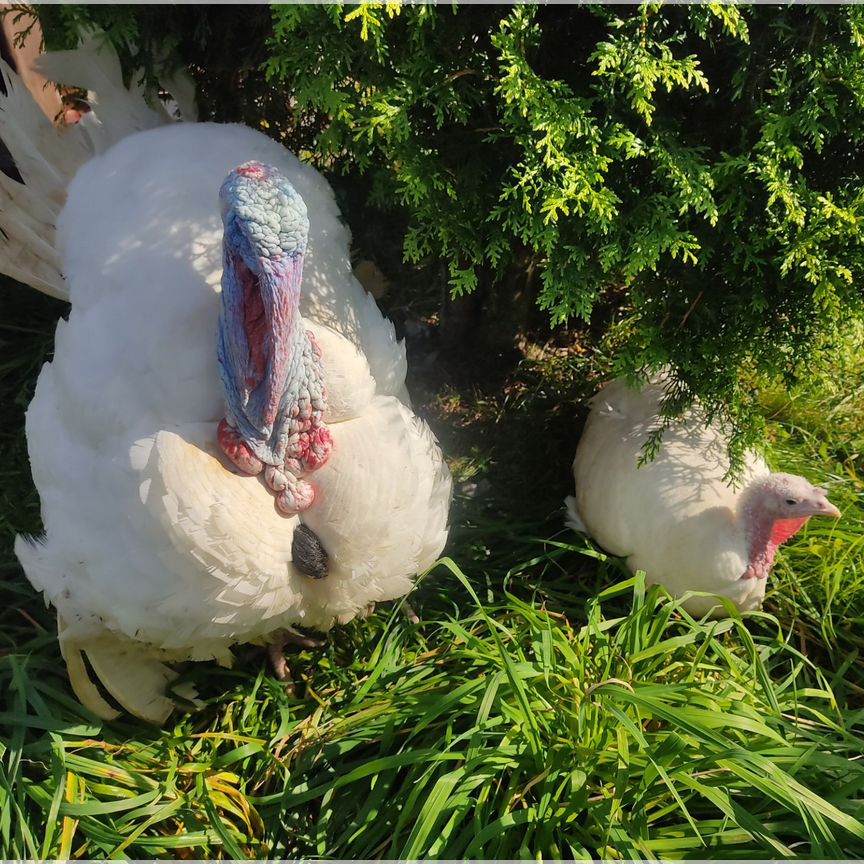 Инкубационное яйцо индюков