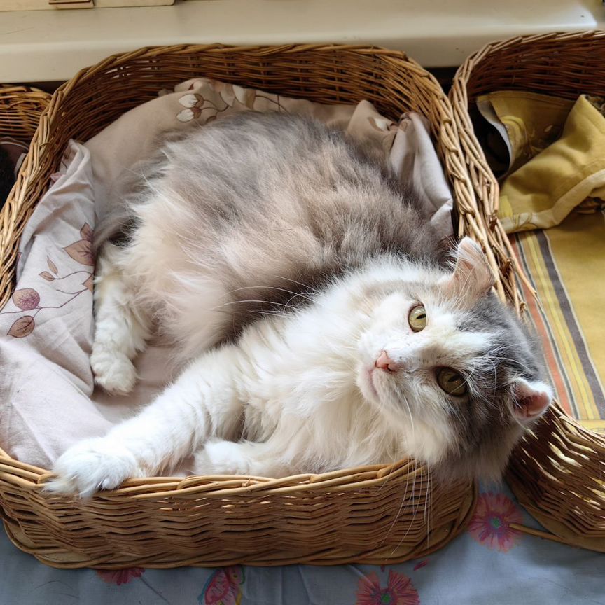 Особенный котик для особенного человека