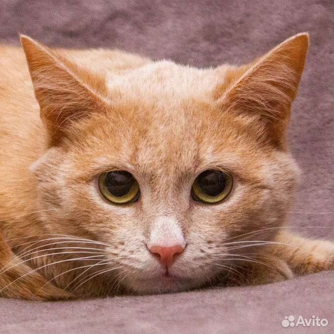 Обоятельный котик в дар