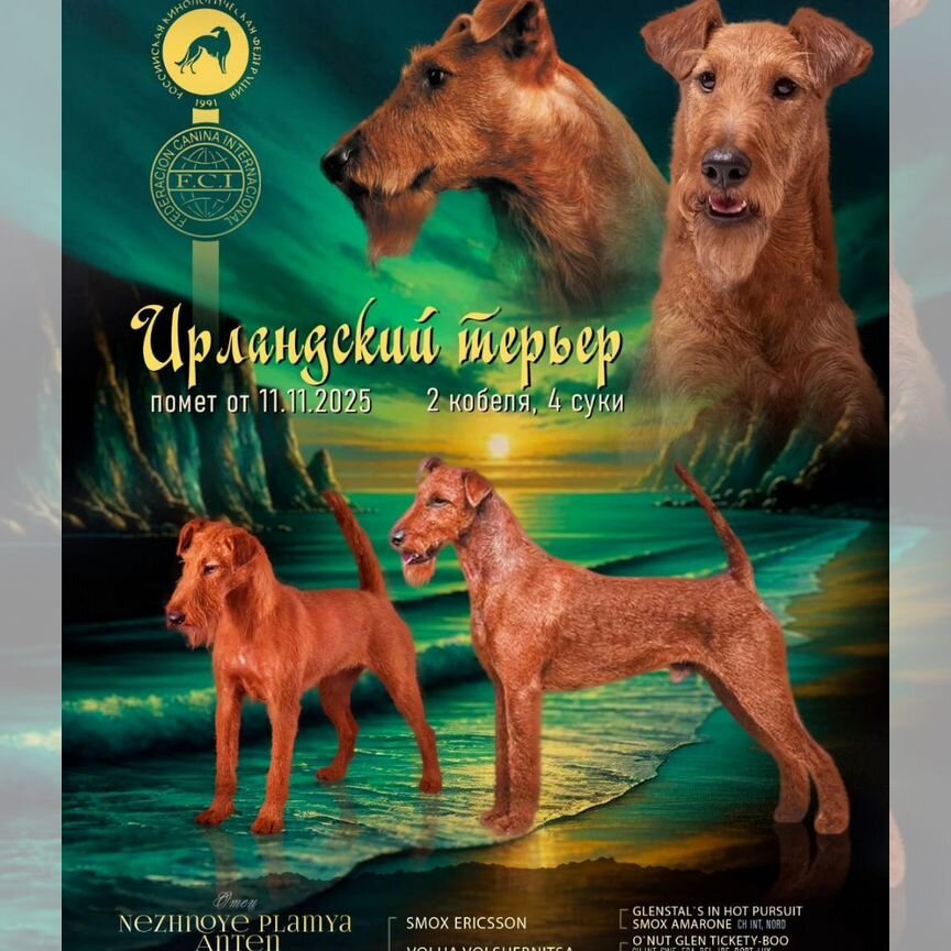 Ирландский терьер, щенок