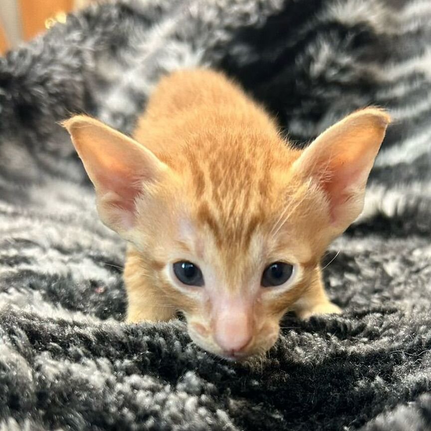 Ориентальные котята