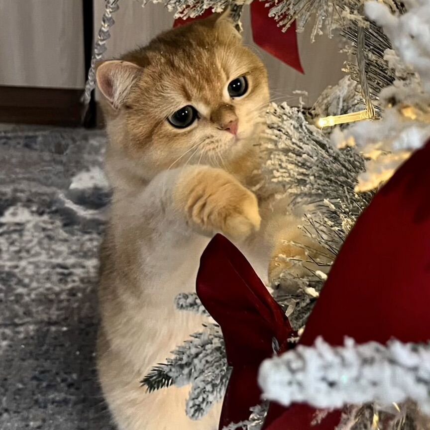 Котик золотая шиншилла