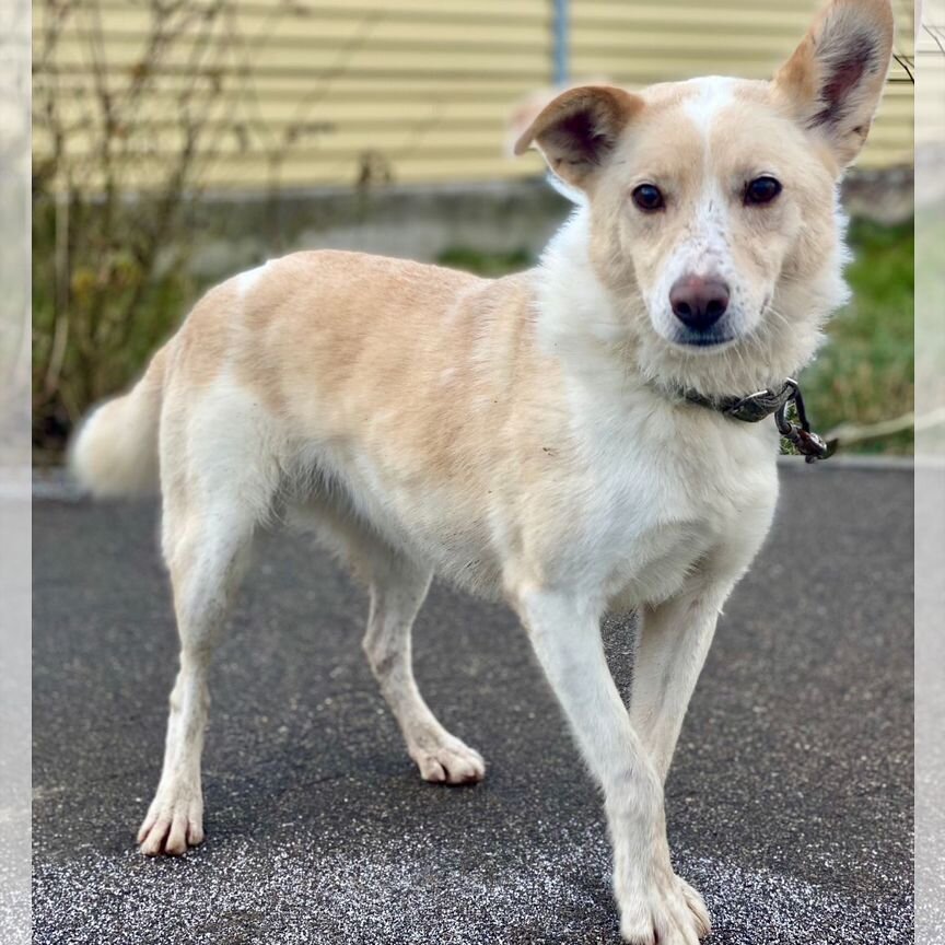 Взрослая собака в добрые руки