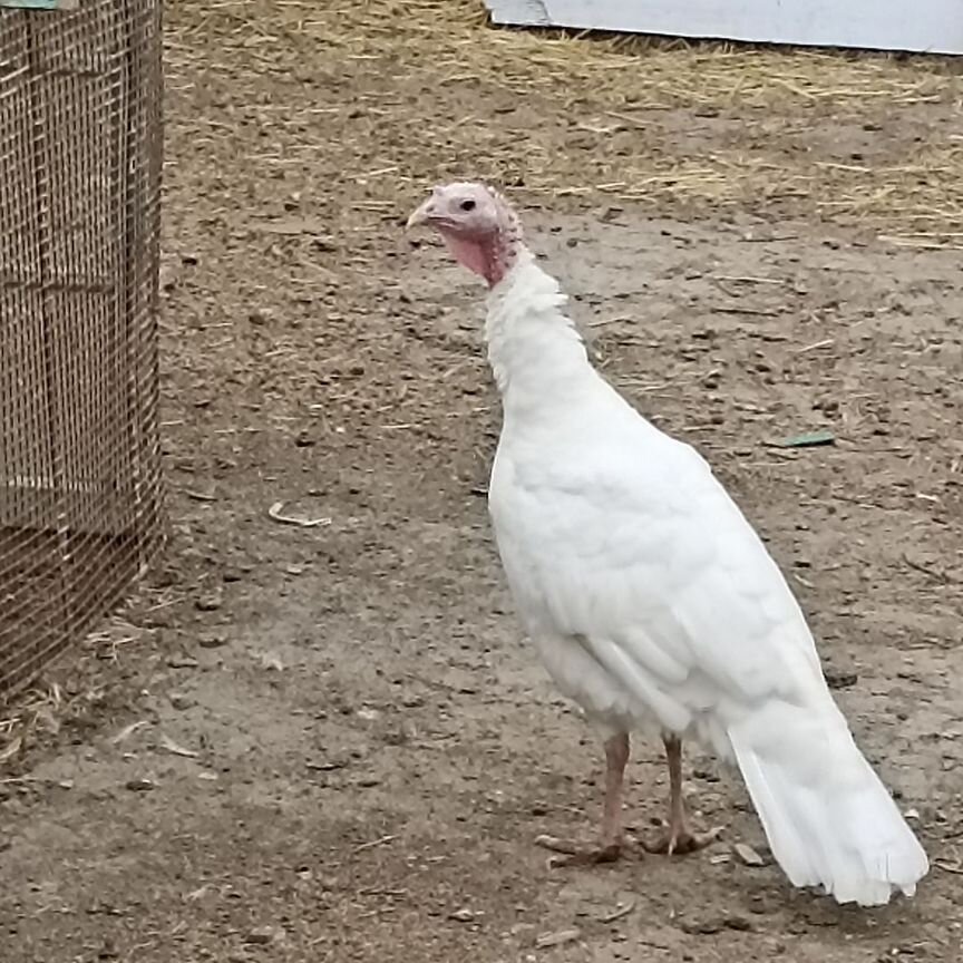 Домашняя птица