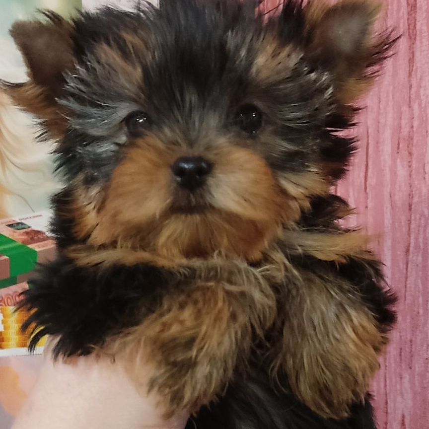 Йоркширский терьер, щенок