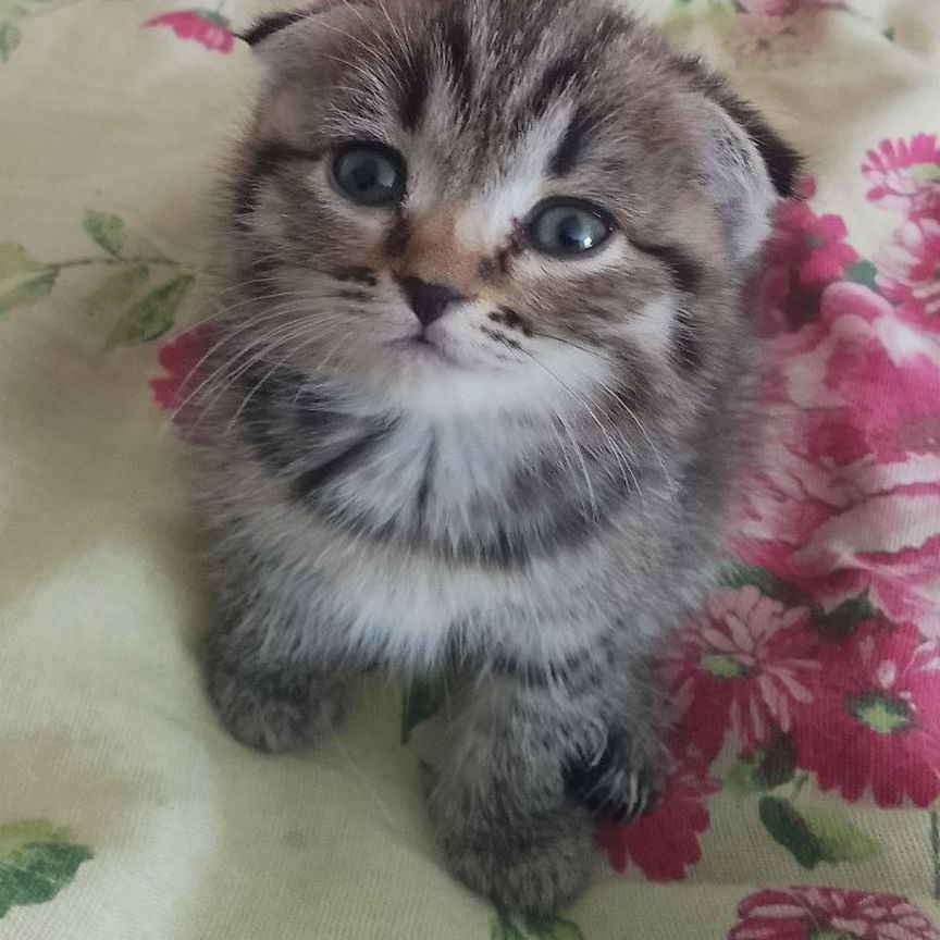 Шотландский вислоухий короткошёрстный котёнок