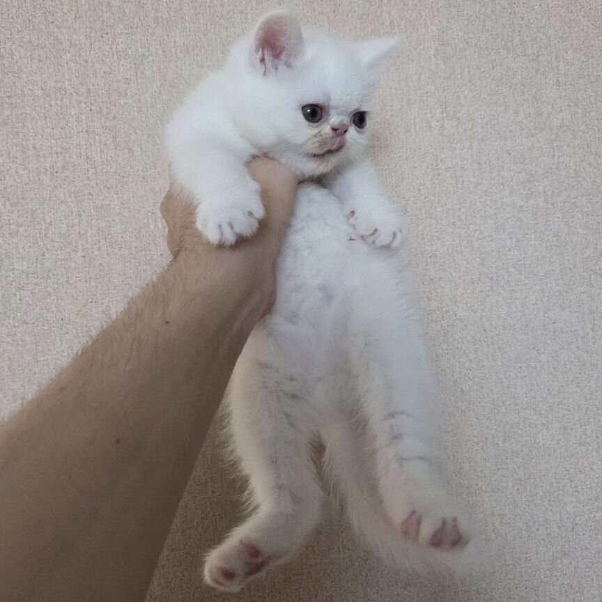 Экзотический короткошёрстный котёнок