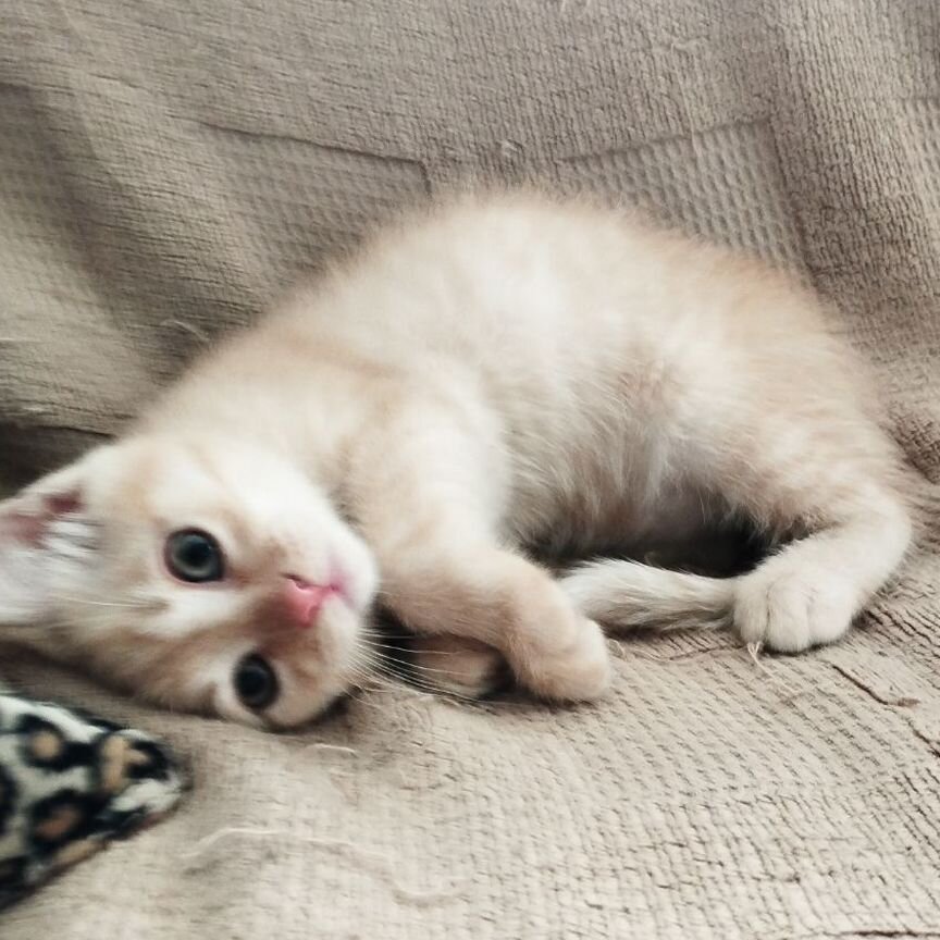Котёнок в добрые руки