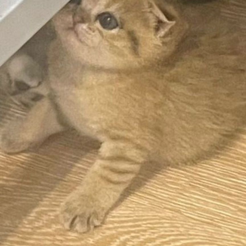 Шотланские котята