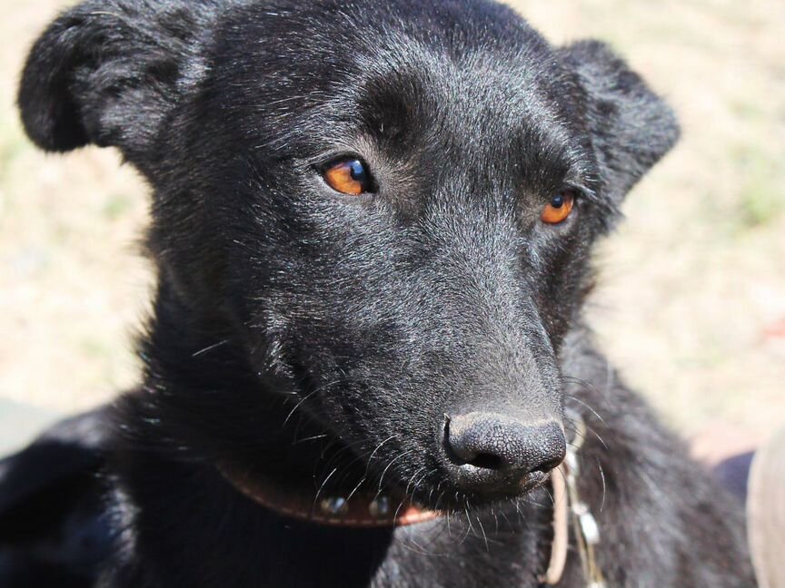 Собака в добрые руки