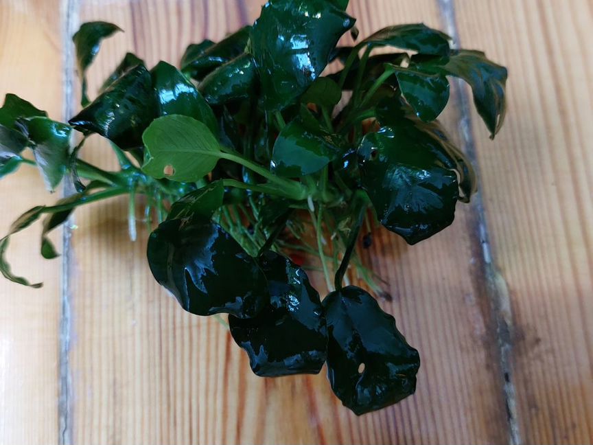 Анубиас,Криптокорина (аквариумные растения)