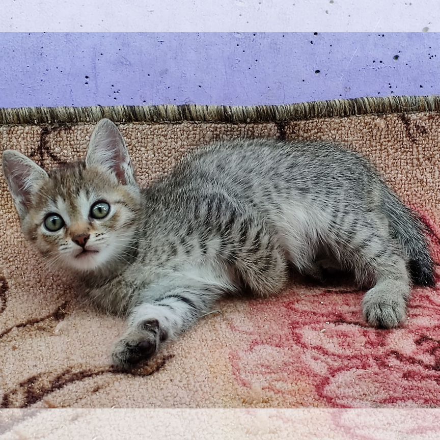 Сибирский котёнок