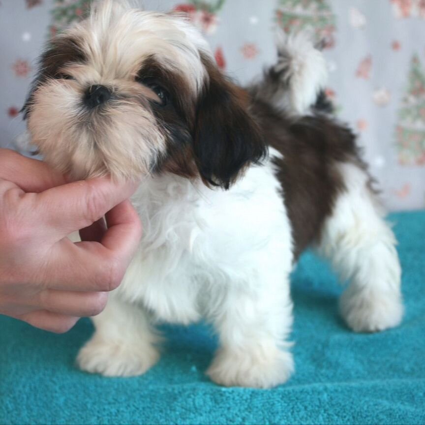 Щенок шитцу