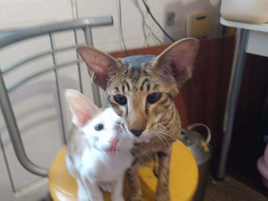 Ориентальная мальчик