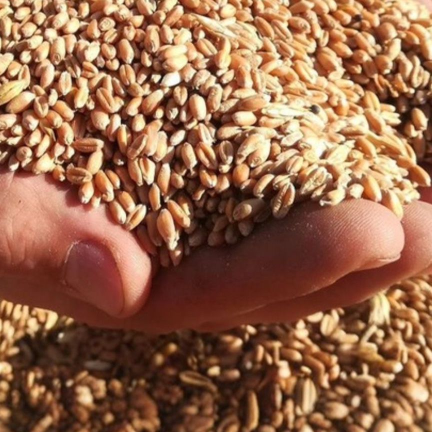 Зерно пшеница