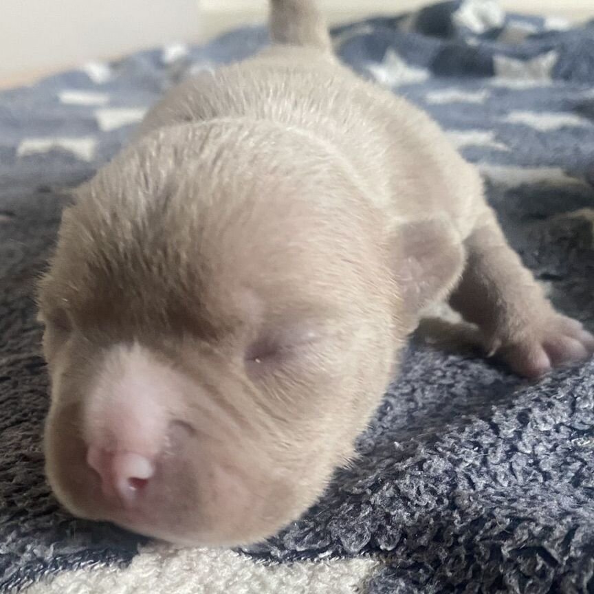 Американский булли, щенок