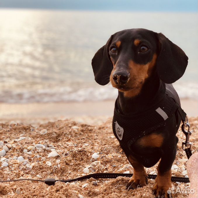 Вязка Миниатюрный такс