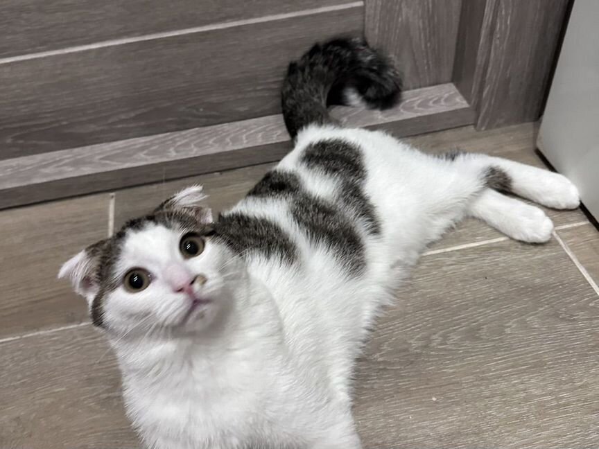 Котенок