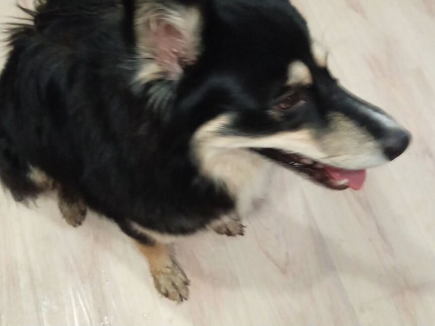 Метис хаски, маламута