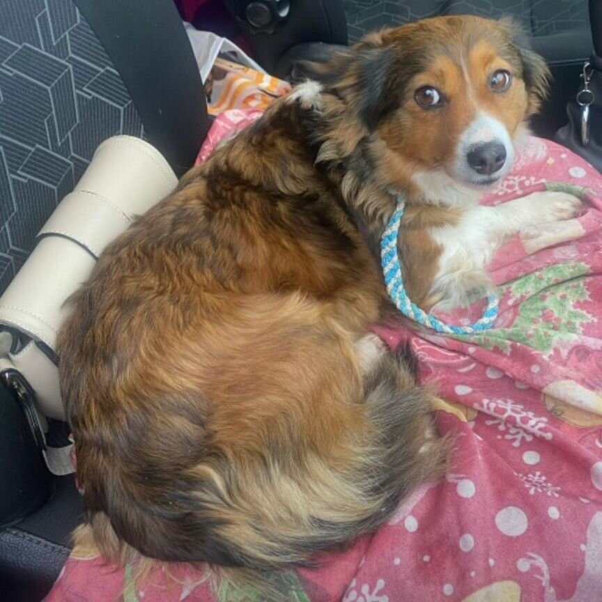 Взрослая собака в добрые руки