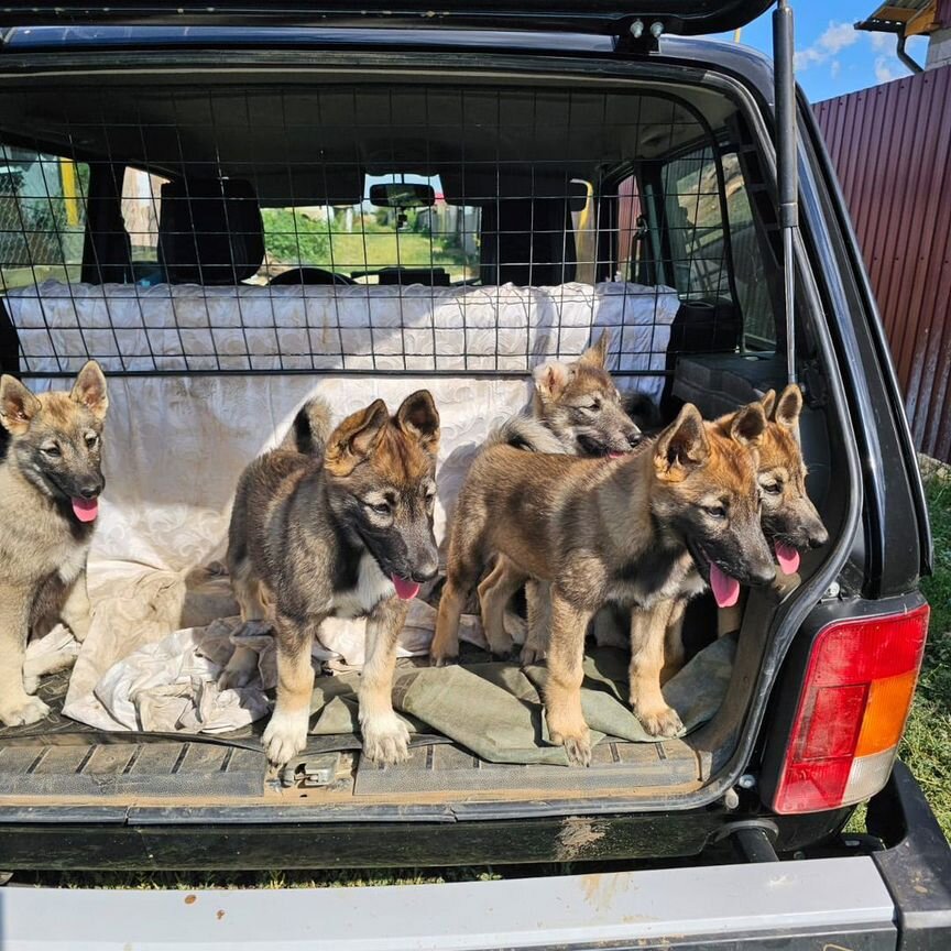Щенки западно сибирской лайки