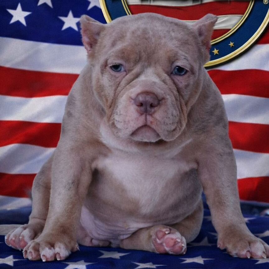 Американский булли, щенок