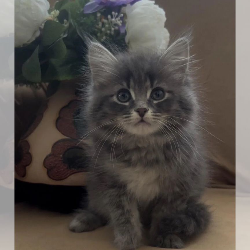 Сибирский котёнок