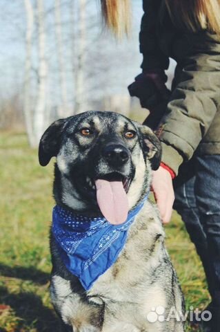 Песику Ярику нужен хозяин