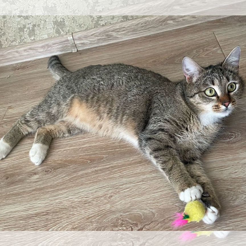 Ласковая кошечка потеряла хозяйку