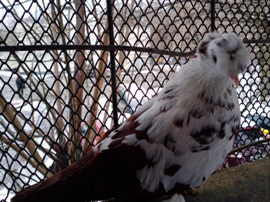 Голубка 2022 года