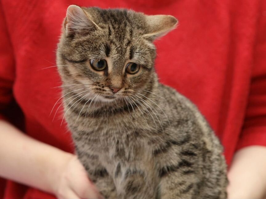 Кошечка Тигруша в добрые ручки