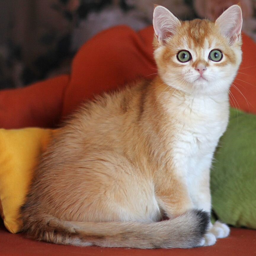 Шотландский мальчик