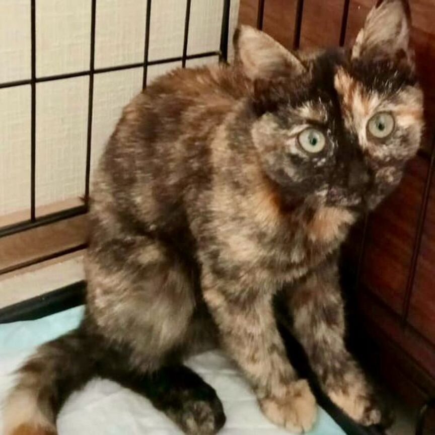 2 котеночка девочки