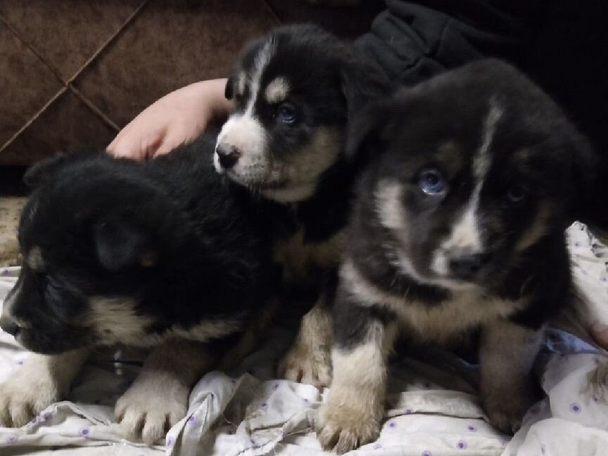 Щенки мама хаски папа неизвестно