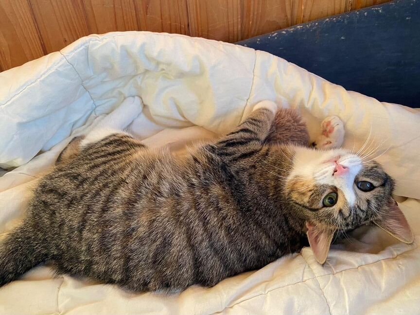 Чудесный котёнок ищет дом