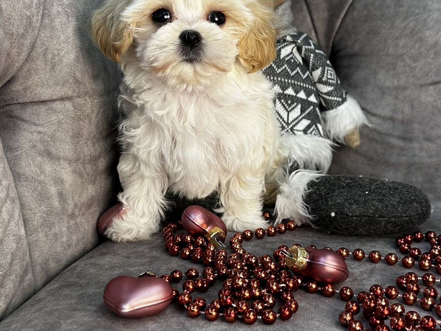 Карамельные девочки мальтипу