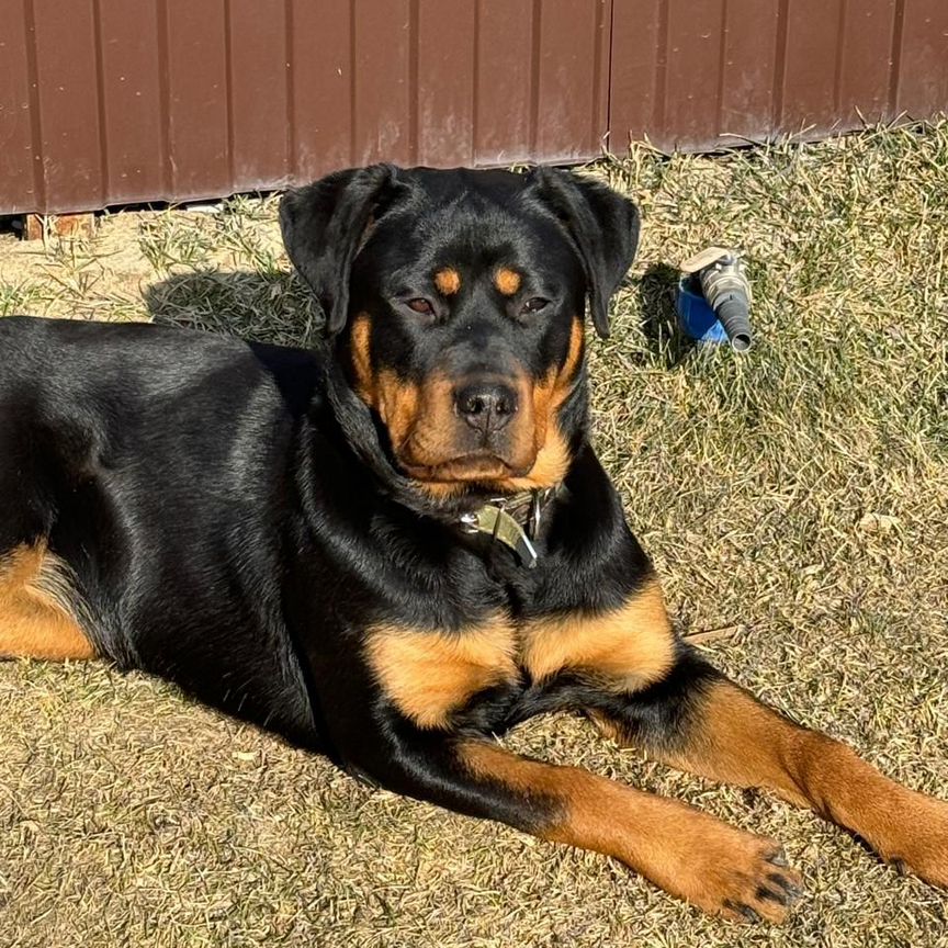 Собака в добрые руки