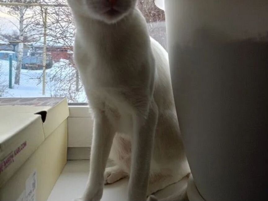 Ориентальная девочка