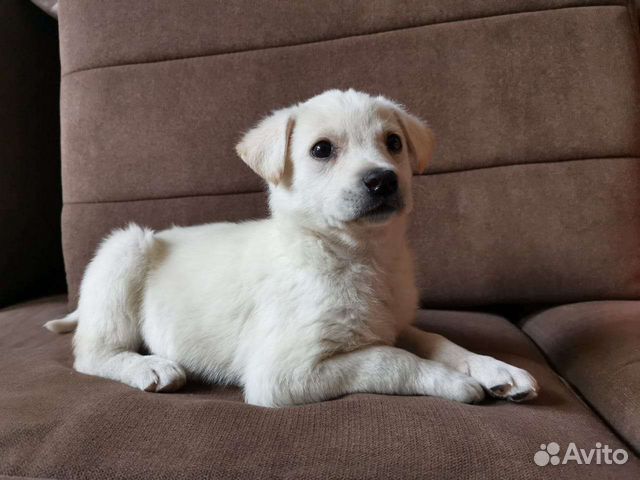 Щенок девочка