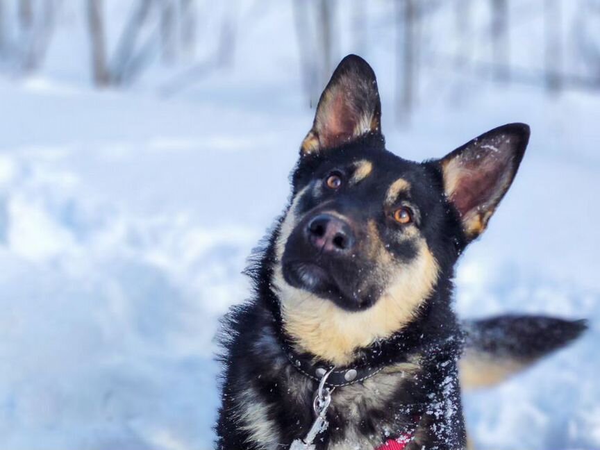 Перчику нужен дом