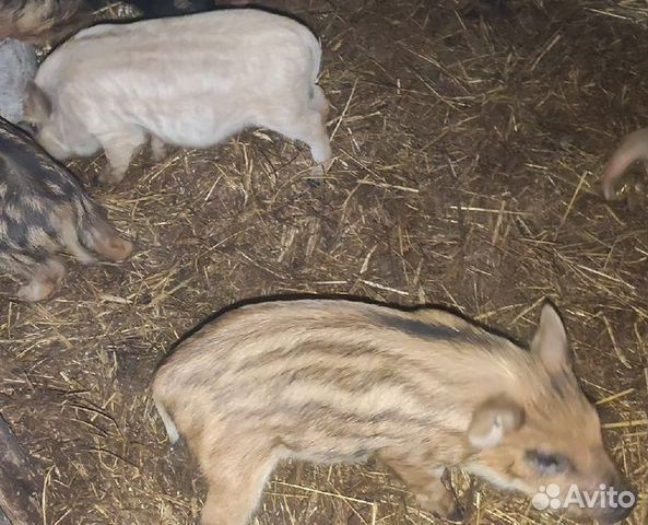 Поросята и свиньи домашние, свои