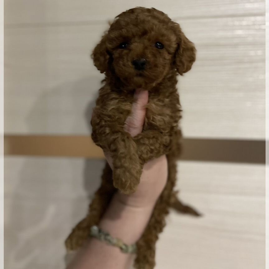 Той-пудель, щенок