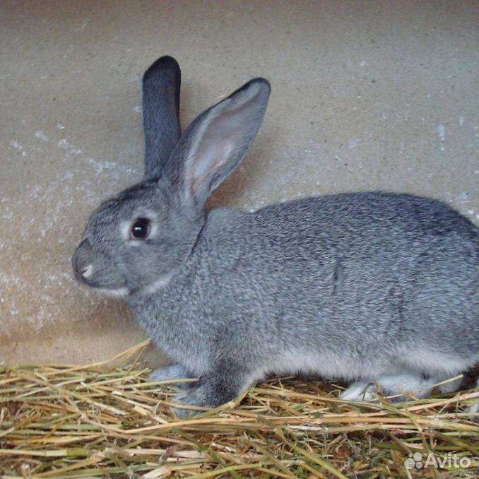 Вязка кроликов